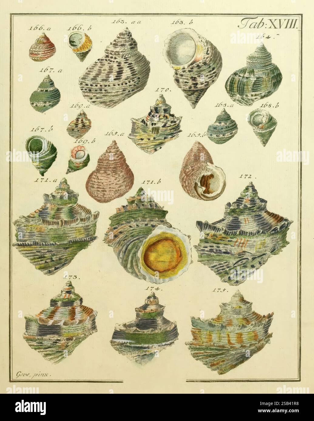 Nicolaus Georg Gevens, Conchylien-Cabinet Lüneburg, Bei Herold und Wahlstab, 1830, shells ...