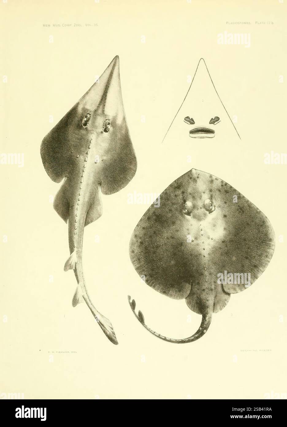 Underside reveals two large hi-res stock photography and images - Alamy