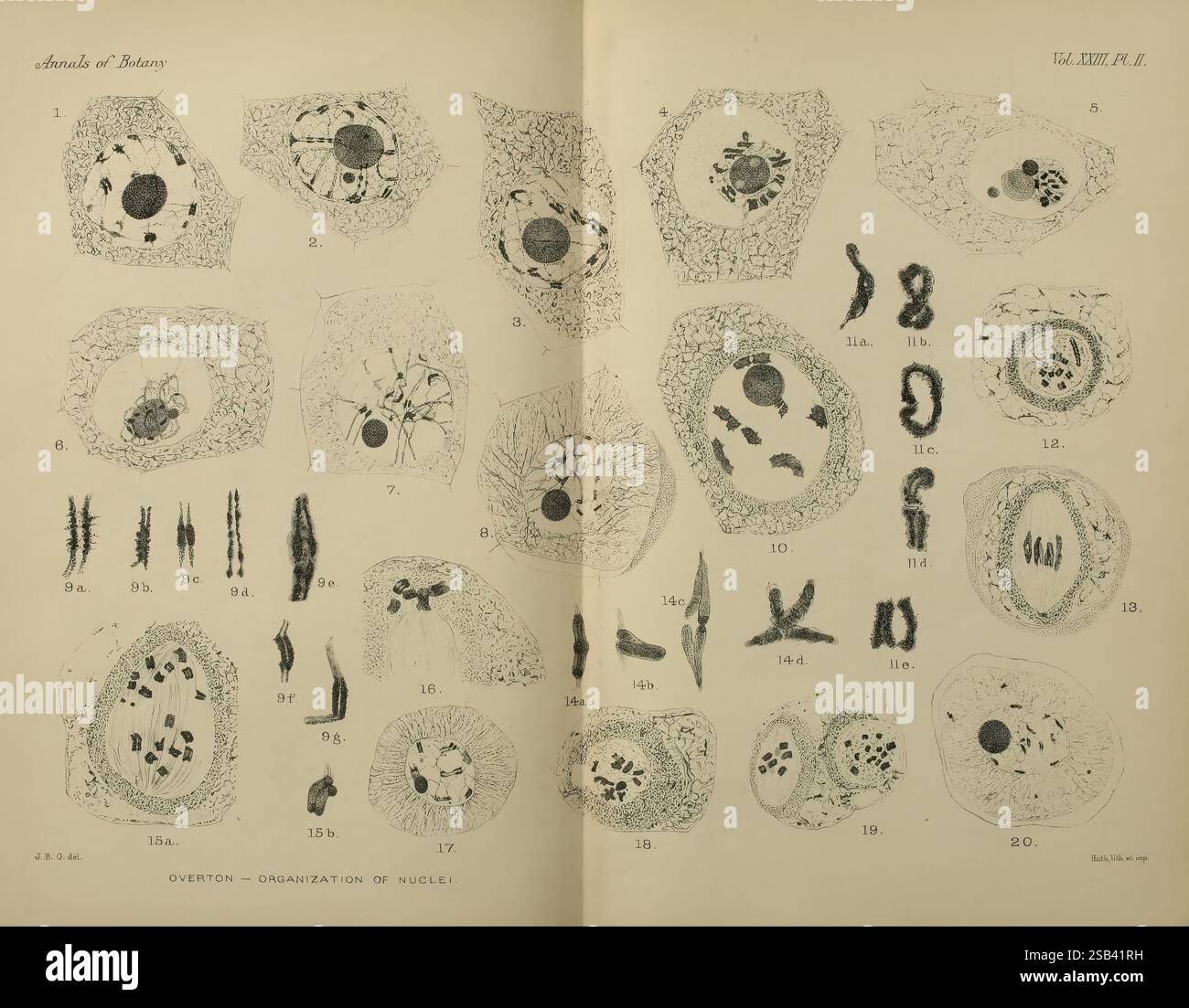 Diversity of cellular forms hi-res stock photography and images - Alamy