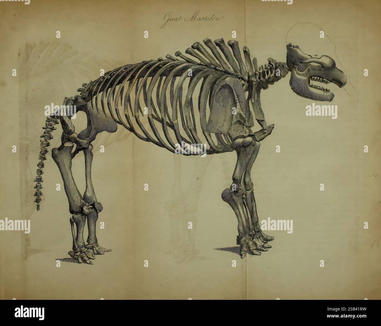The, fossil, remains, of, the, animal, kingdom, London, Whittaker ...