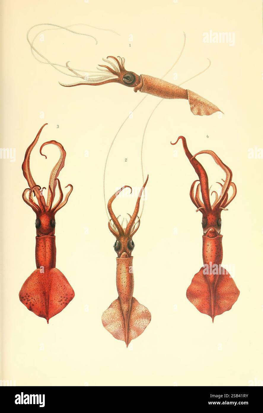 The Cephalopod Atlas, 1975. Cephalopoda, Mastigoteuthis glaukopis ...