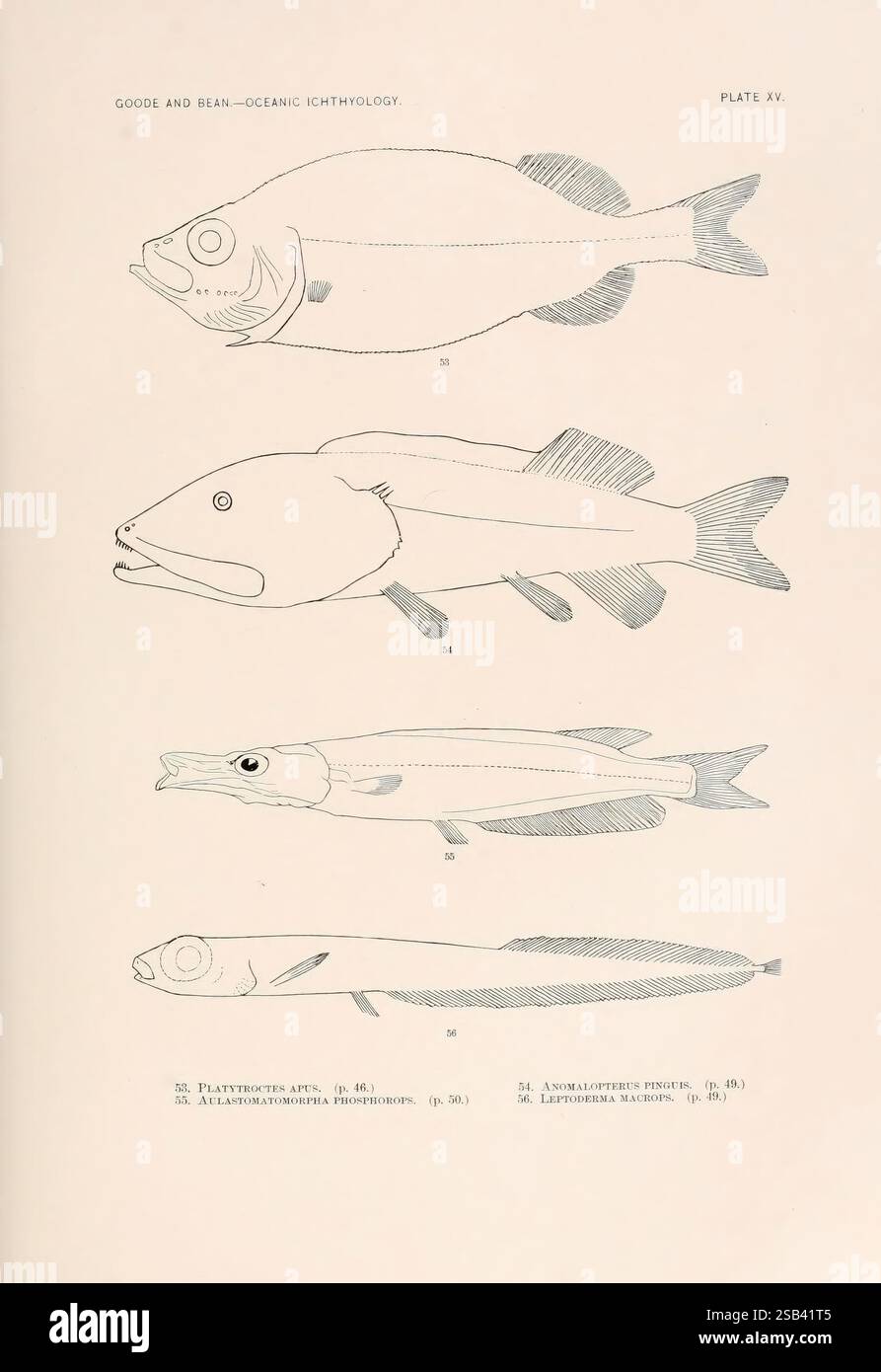 Oceanic Ichthyology, Volume 22, Atlas, Cambridge, U.S.A, 1896, Atlantic ...