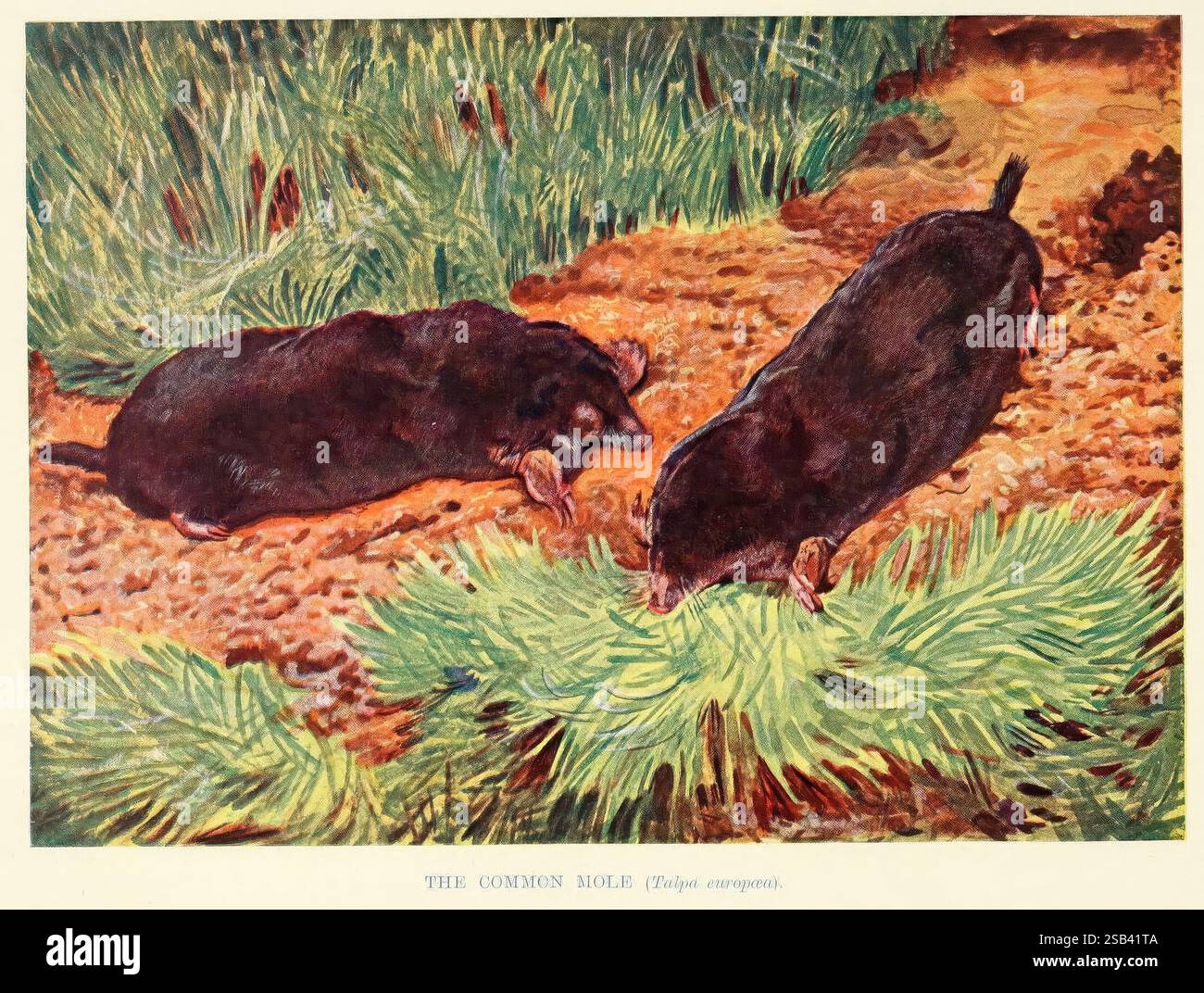 British mammalsby Sir Harry Johnston. London, Hutchinson, 1903. Great ...