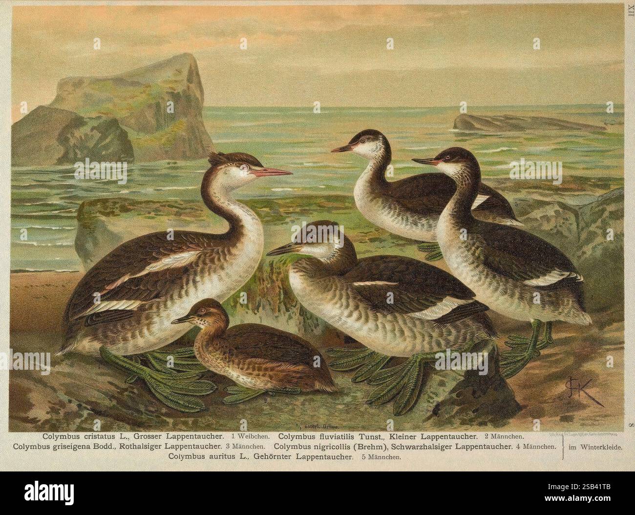 Naumann, Naturgeschichte der Vögel Mitteleuropas, v.12, Gera-Untermhaus ...