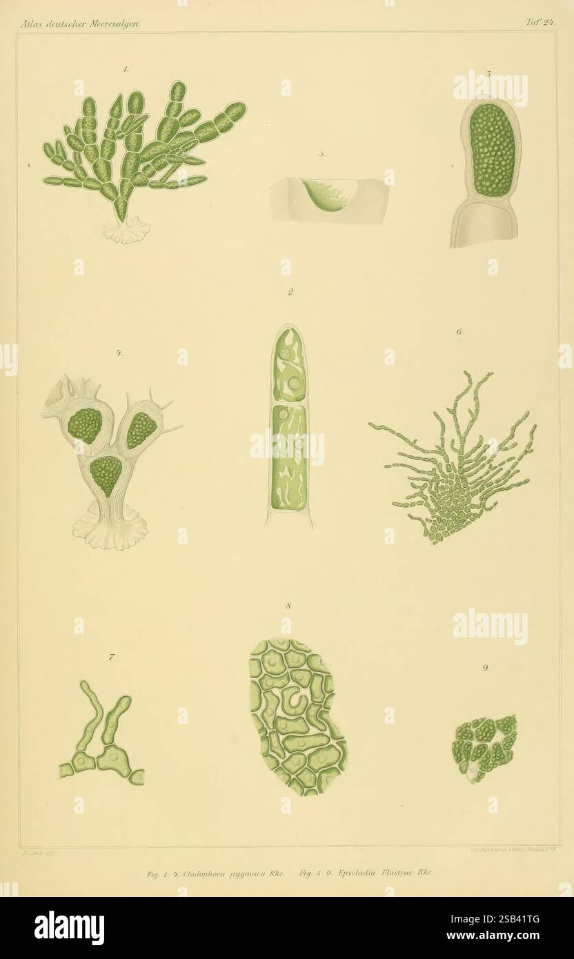 Branching configurations hi-res stock photography and images - Alamy