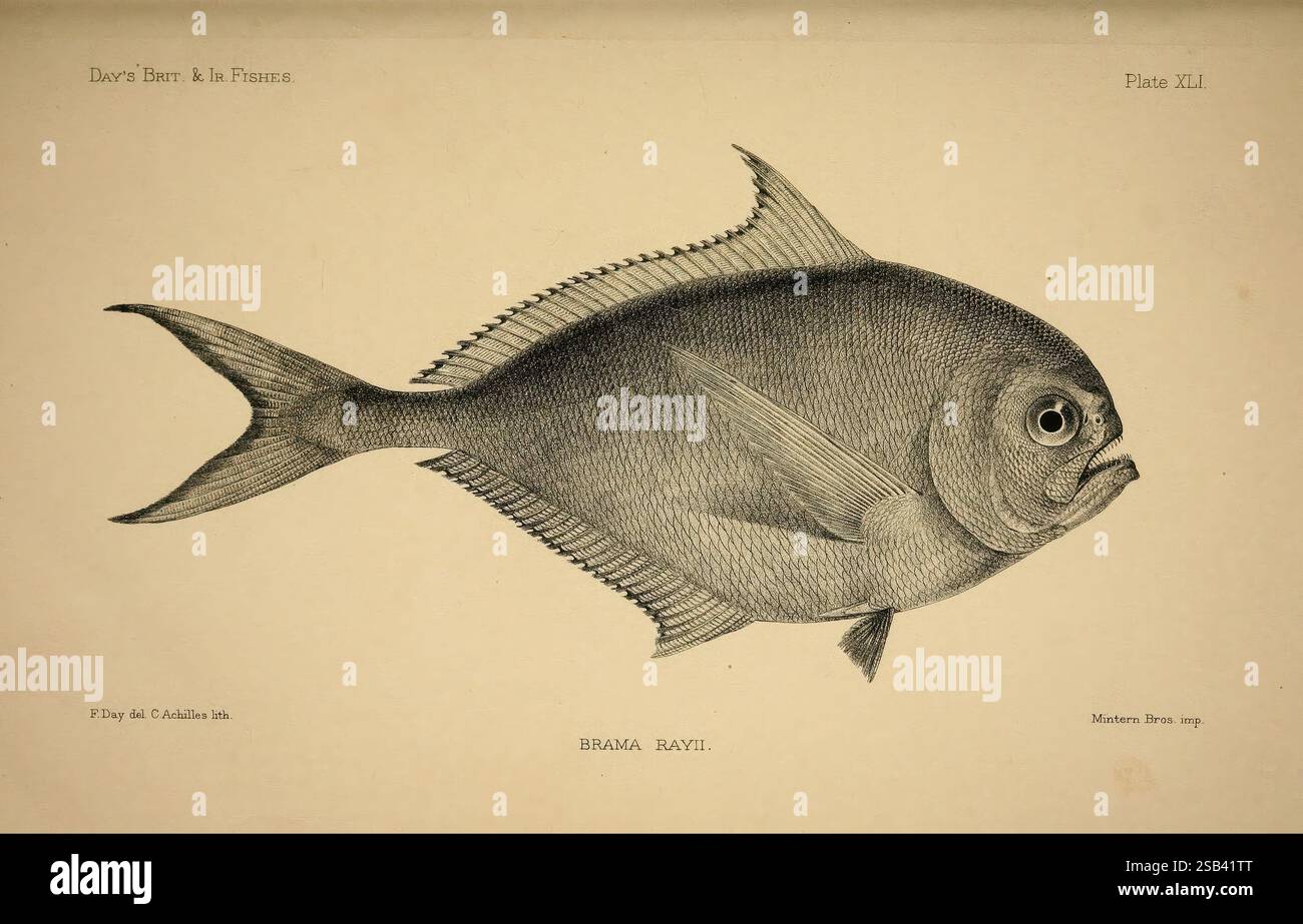 The fishes of Great Britain and Ireland Edinburgh Williams and Norgate ...