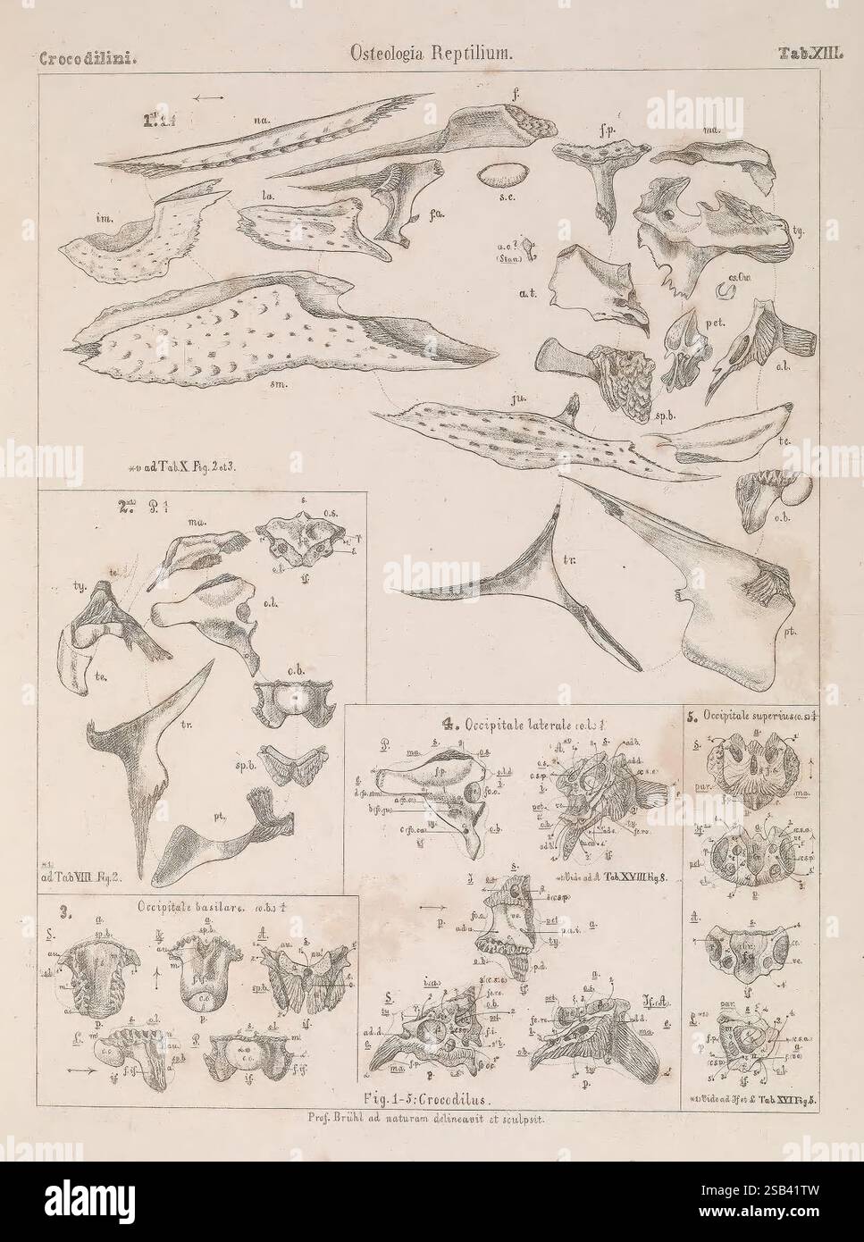 Reptilian osteology hi-res stock photography and images - Alamy