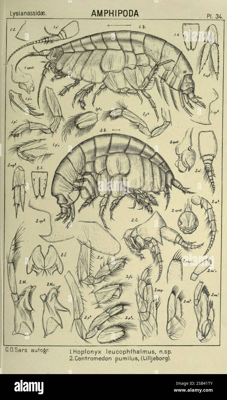 An account of the Crustacea of Norway Amphipoda plates Christiania, A ...