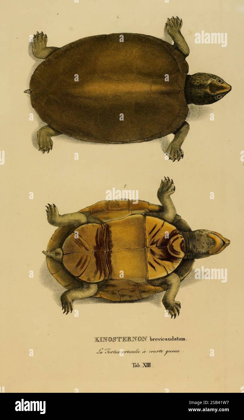 Upper turtle exhibits hi-res stock photography and images - Alamy