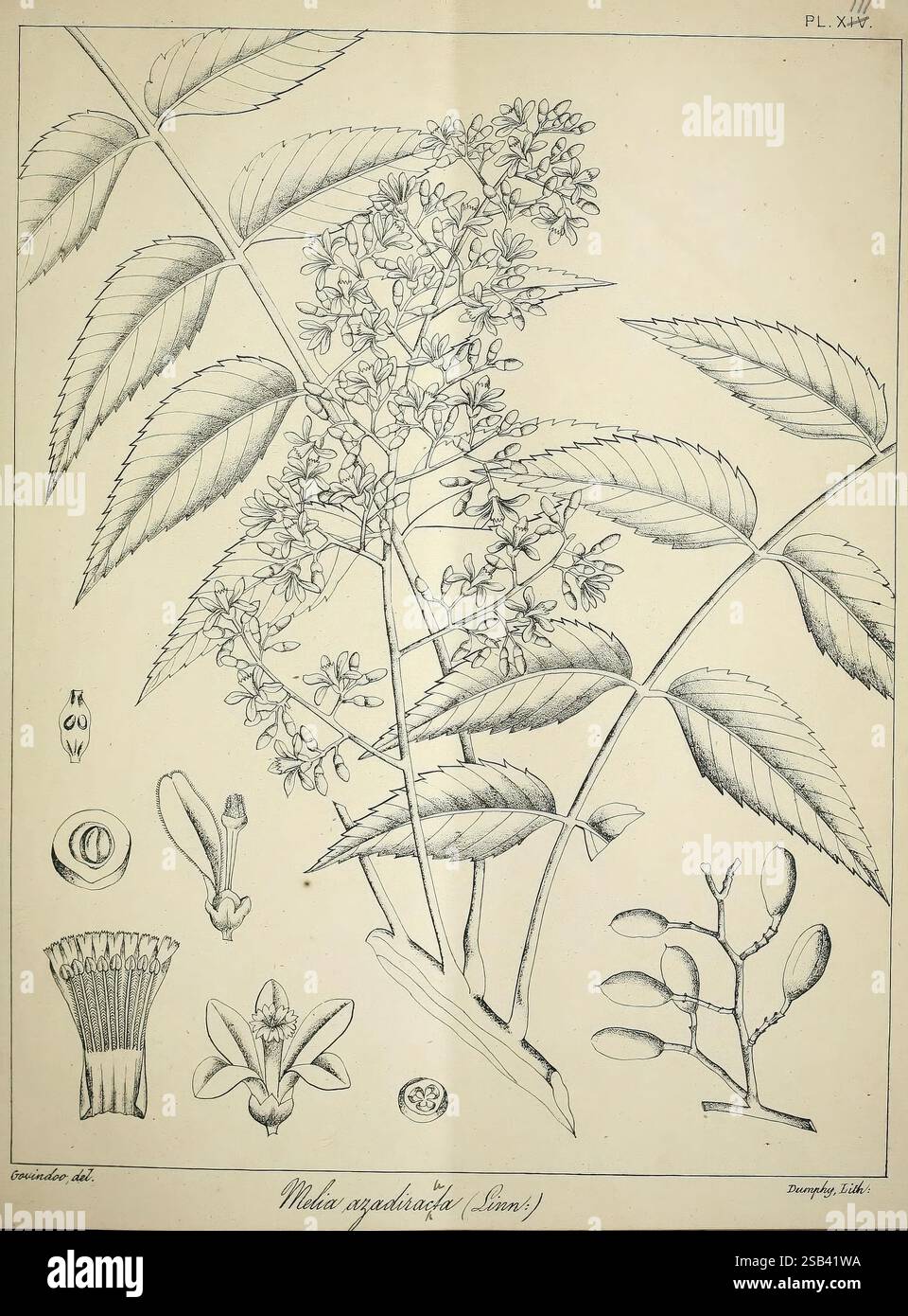 Milia vegetabilas hi-res stock photography and images - Alamy