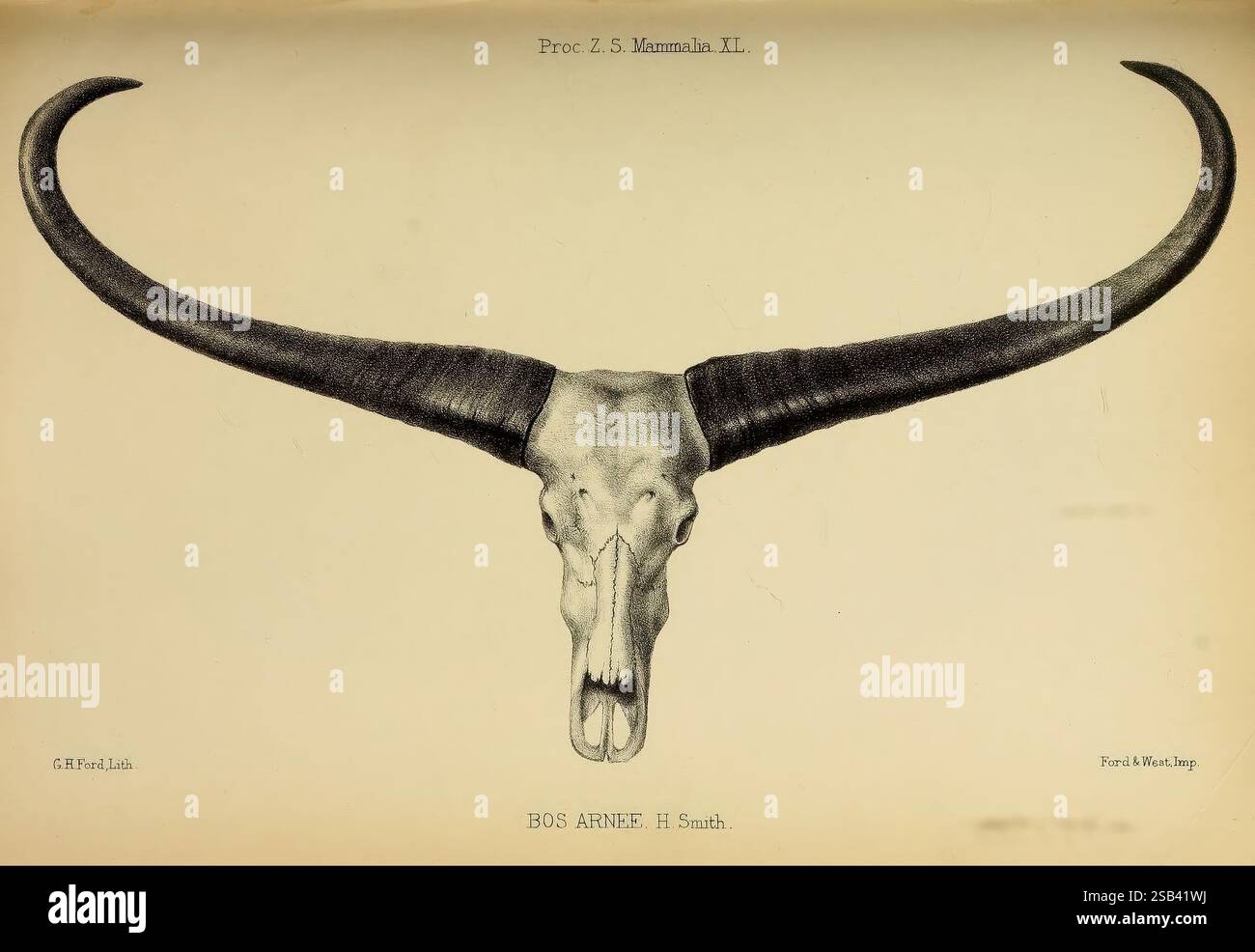 Detailed skeletal remains hi-res stock photography and images - Alamy