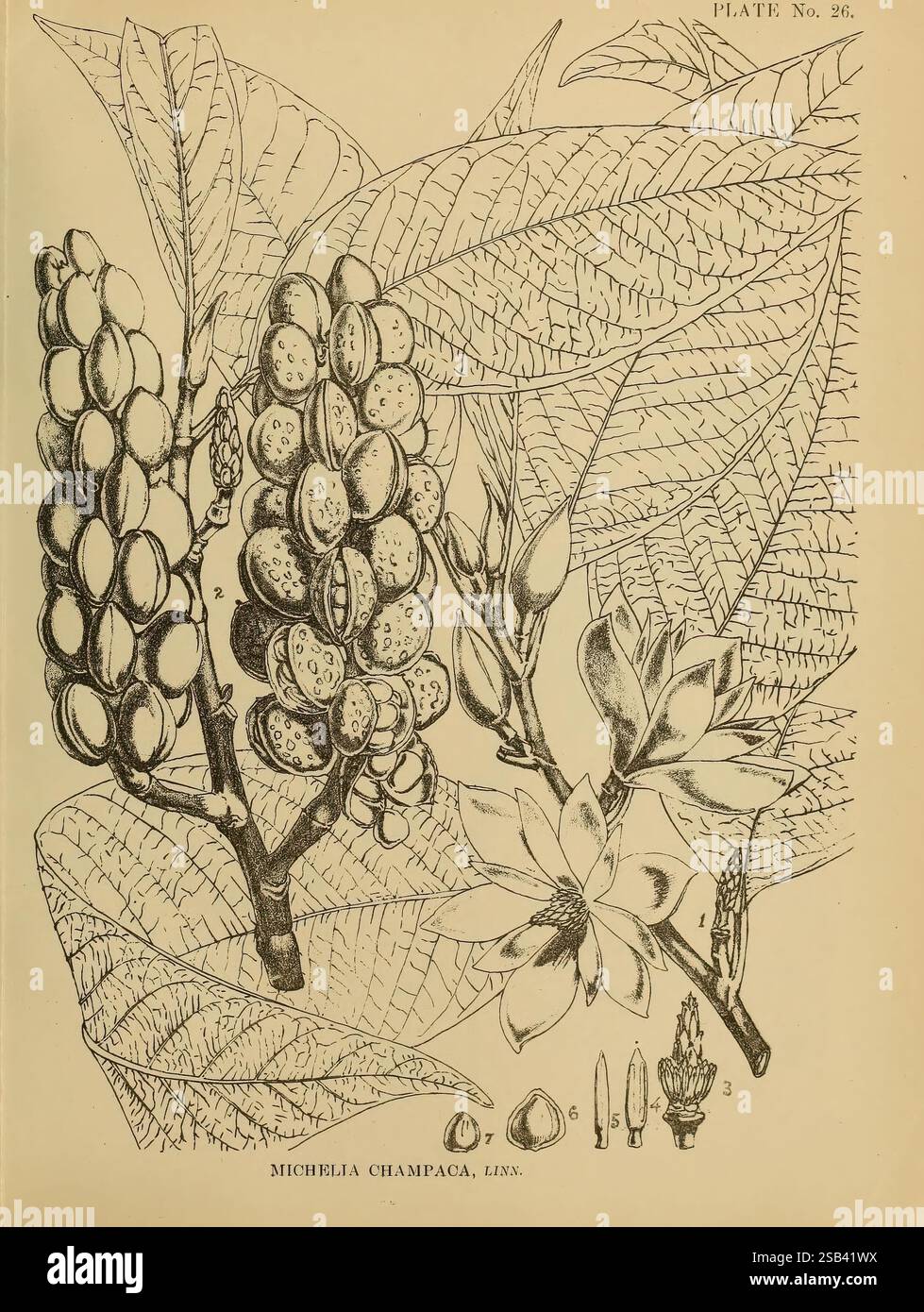 Greenish brown seed pods hi-res stock photography and images - Alamy