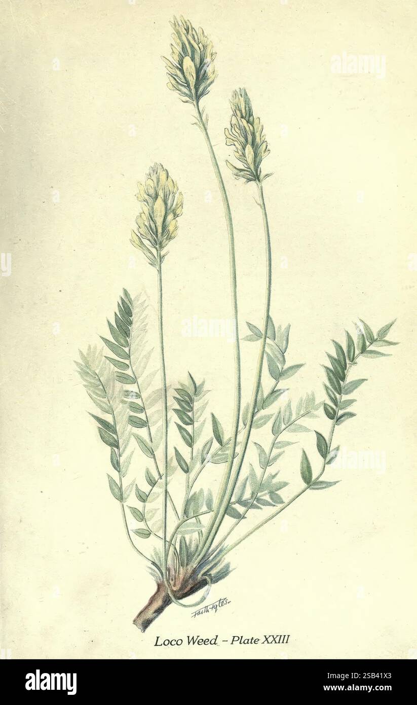 Principal, Poisonous, Plants, of, Canada, Ottawa, Dept, of, Agriculture ...