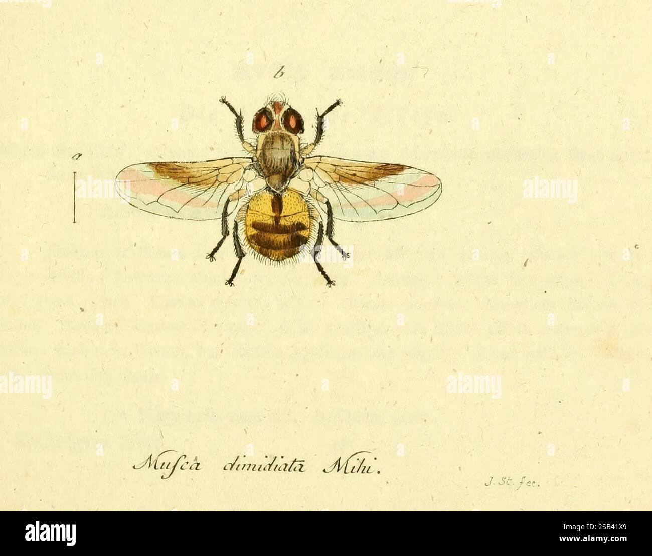 Fauna Germanica, Diptera, Nuremberg?, s.n, between 1793 and 1805 ...