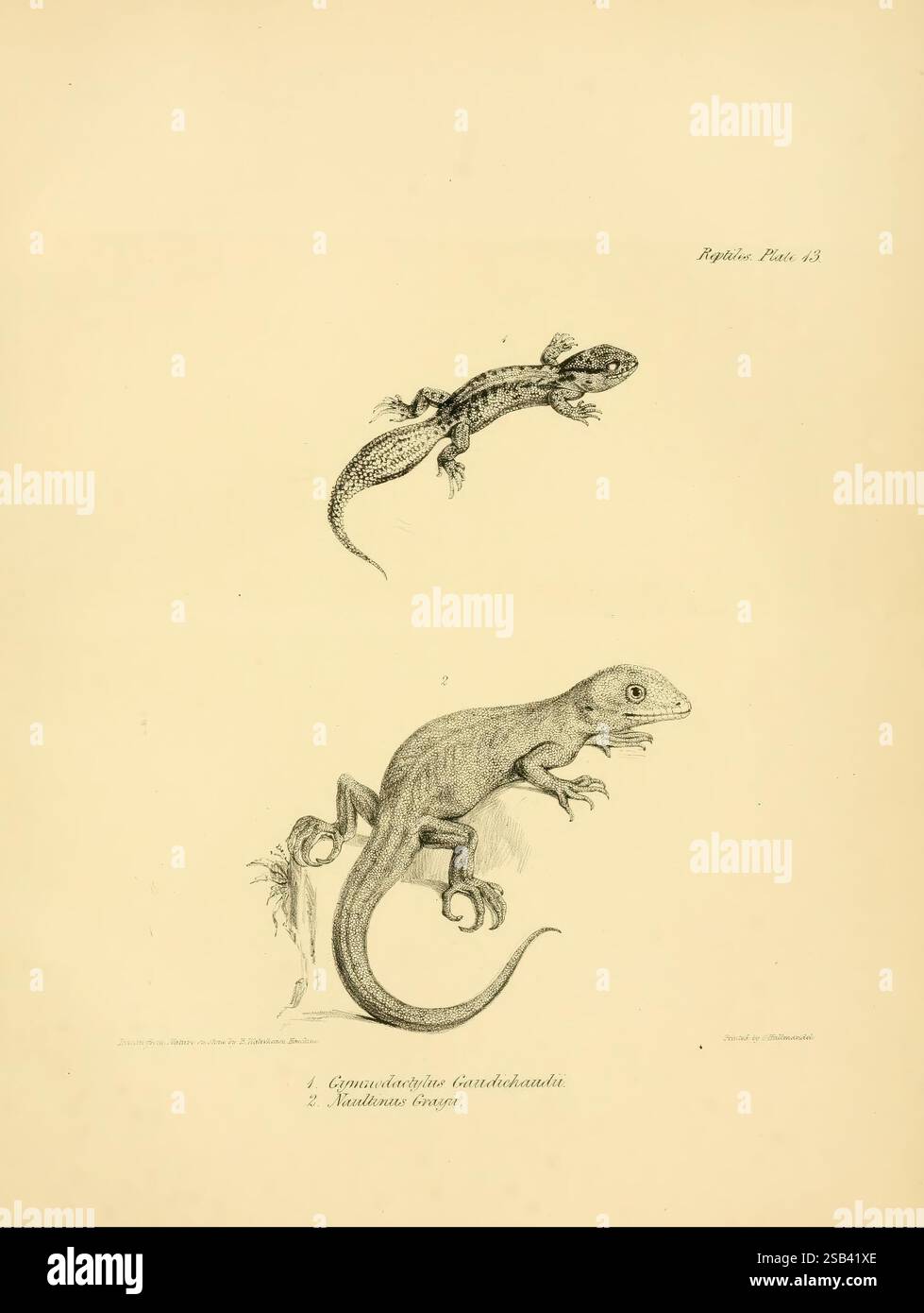 Another lizard displays hi-res stock photography and images - Alamy