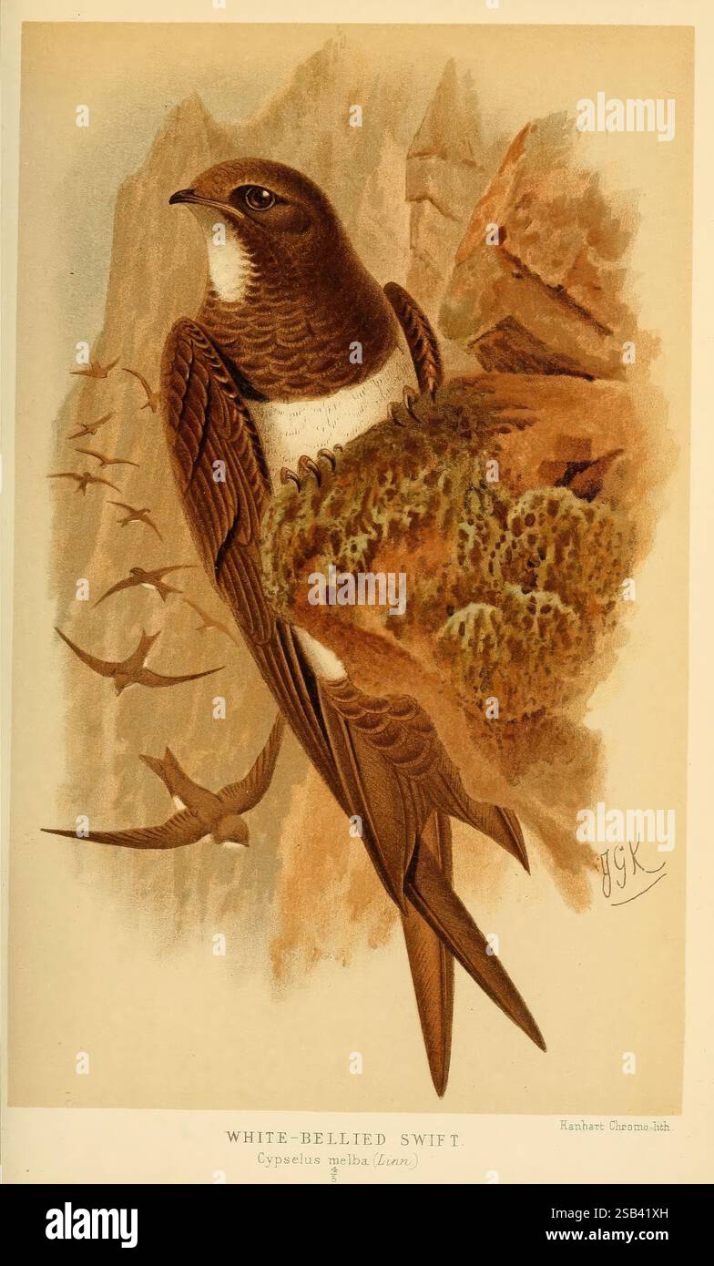 White bellied swift hi-res stock photography and images - Alamy