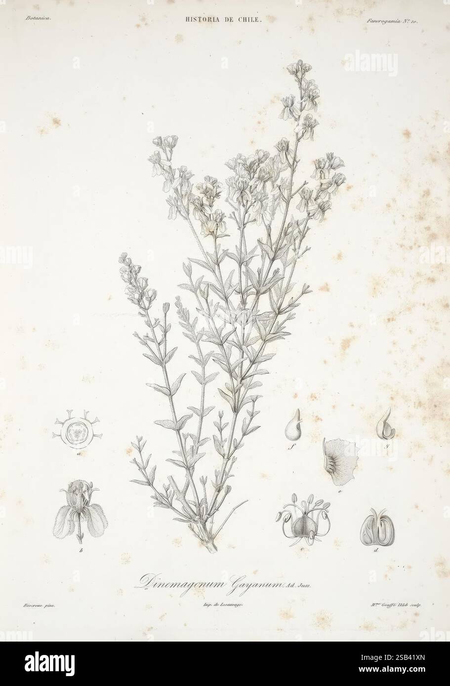 Historia fisica y politica de Chile segun documentos adquiridos en esta ...