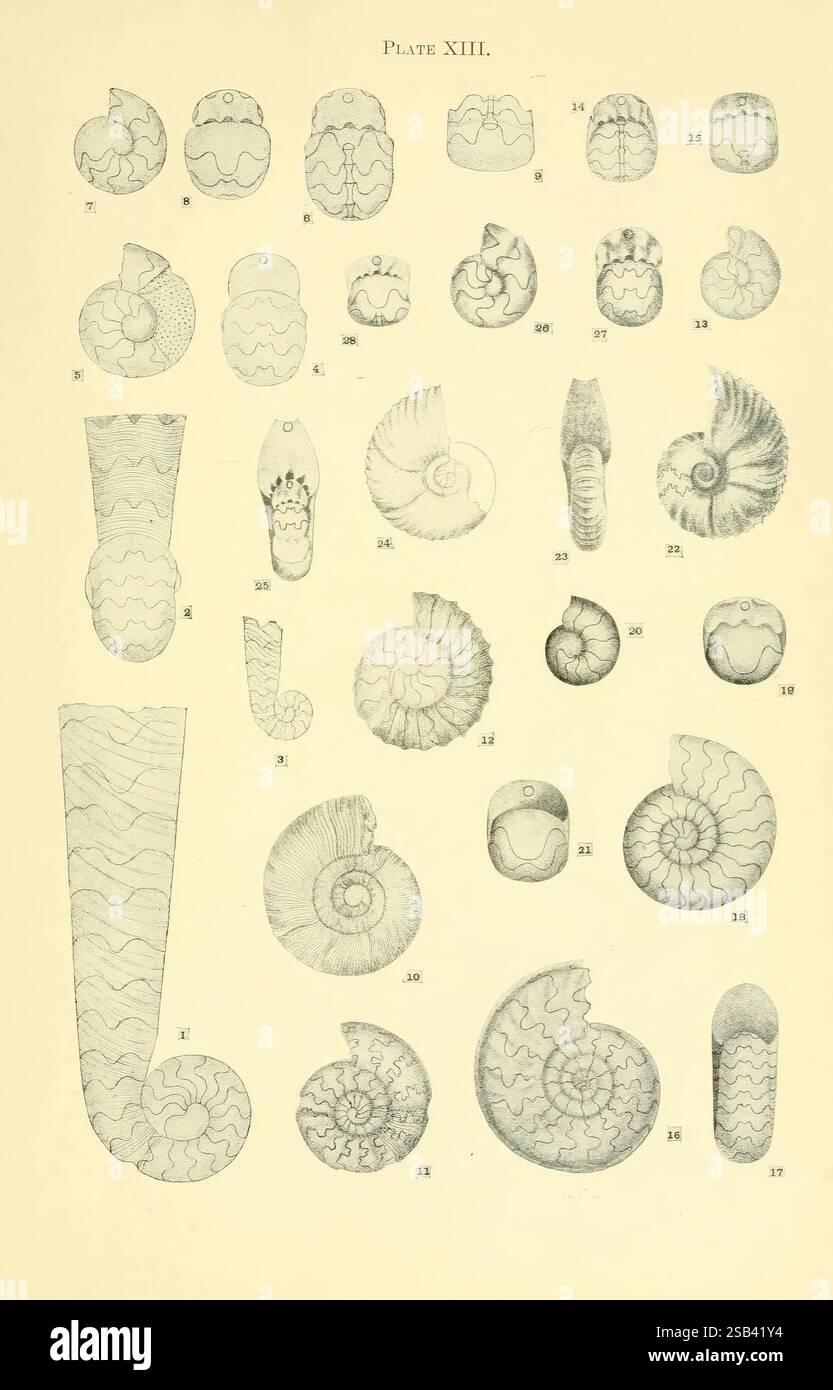 Acceleration Development Fossil Cephalopoda Stanford University Cal ...