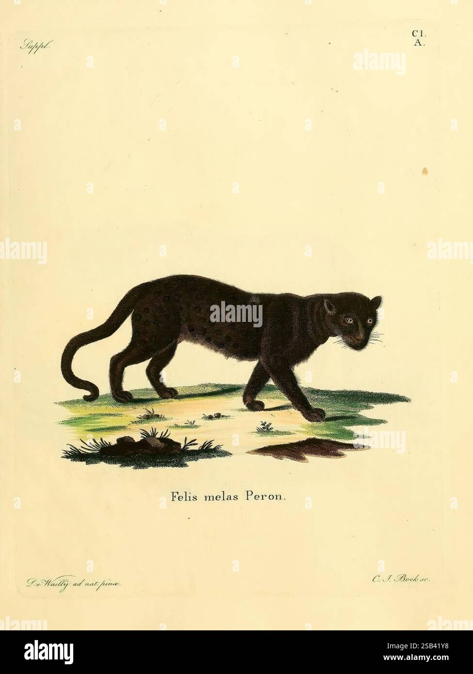 Felis melas peron hi-res stock photography and images - Alamy