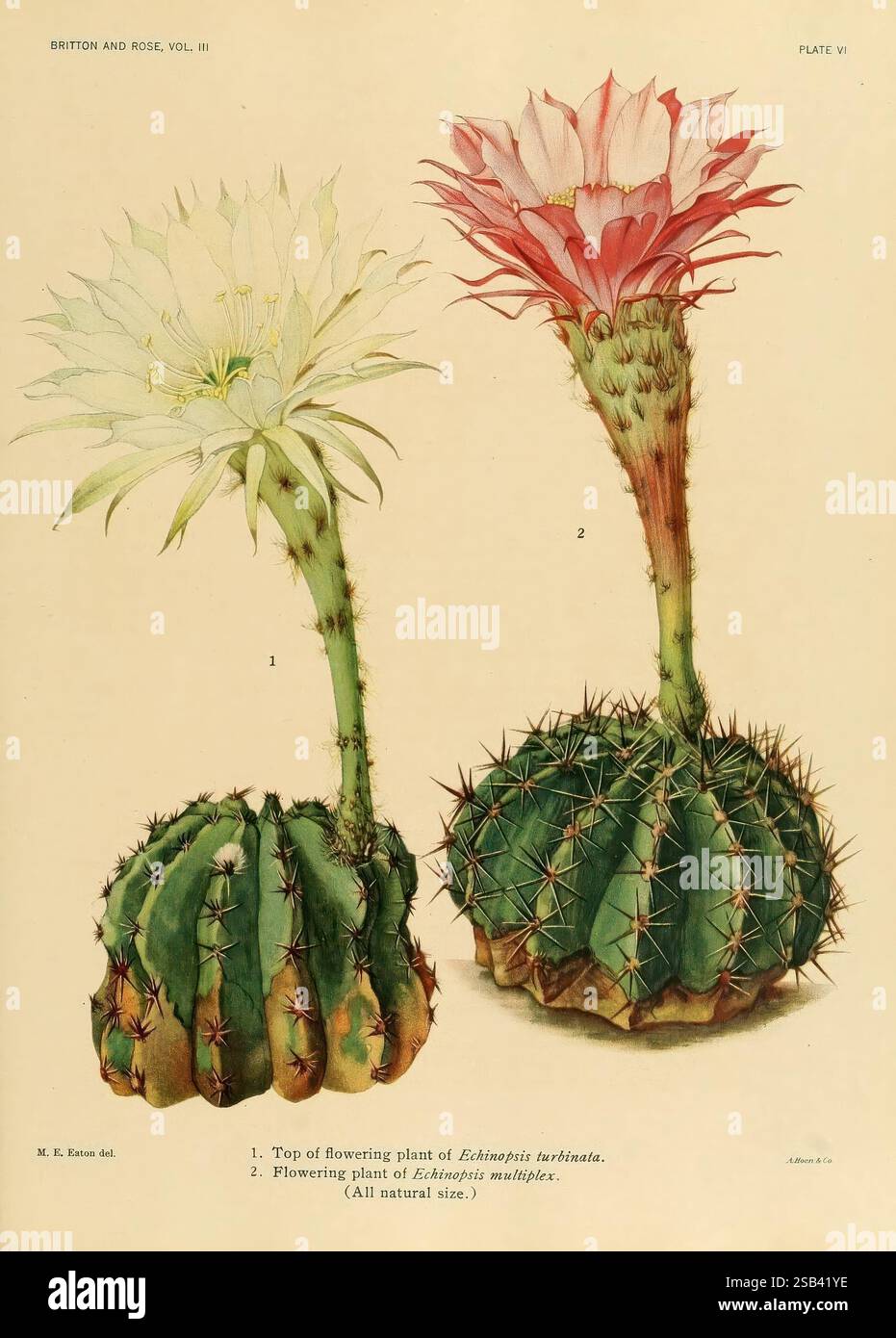 The Cactaceae, Washington, Carnegie Institution of Washington, 1919 ...