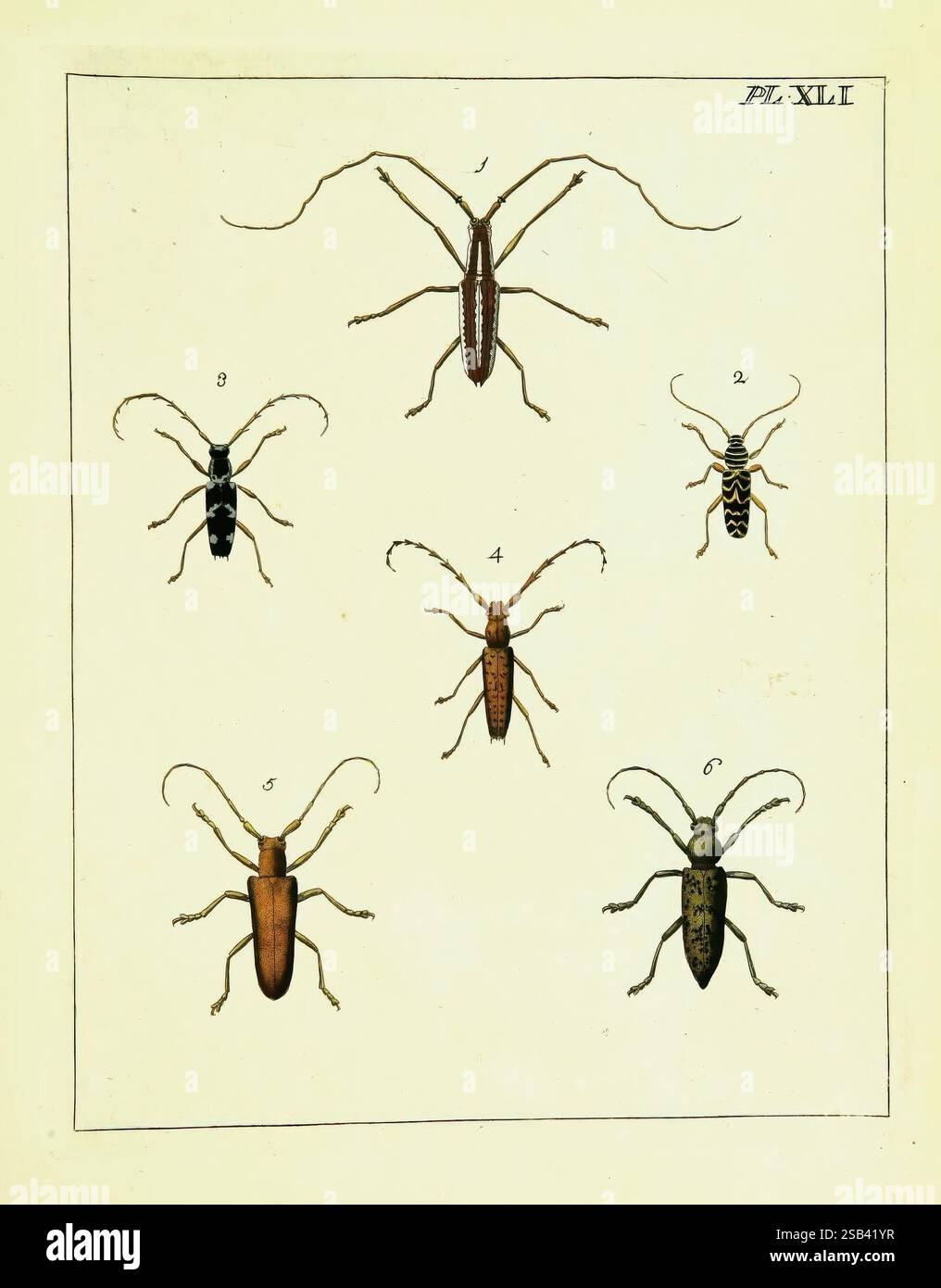 Streamlined golden brown species hi-res stock photography and images ...