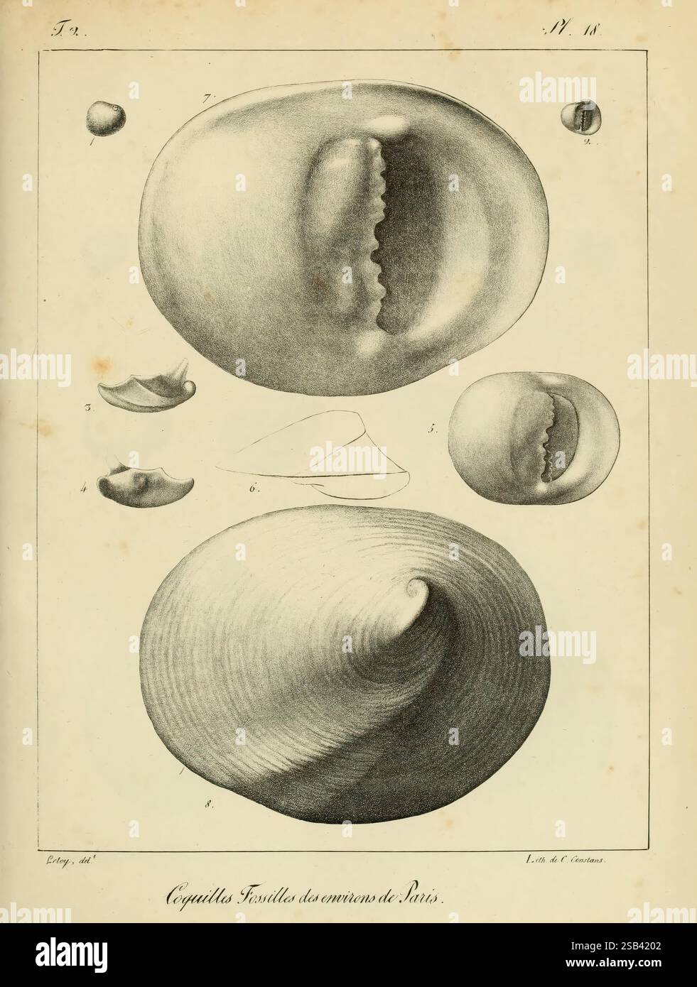 Description des coquilles fossiles des environs de Paris, Paris, L ...