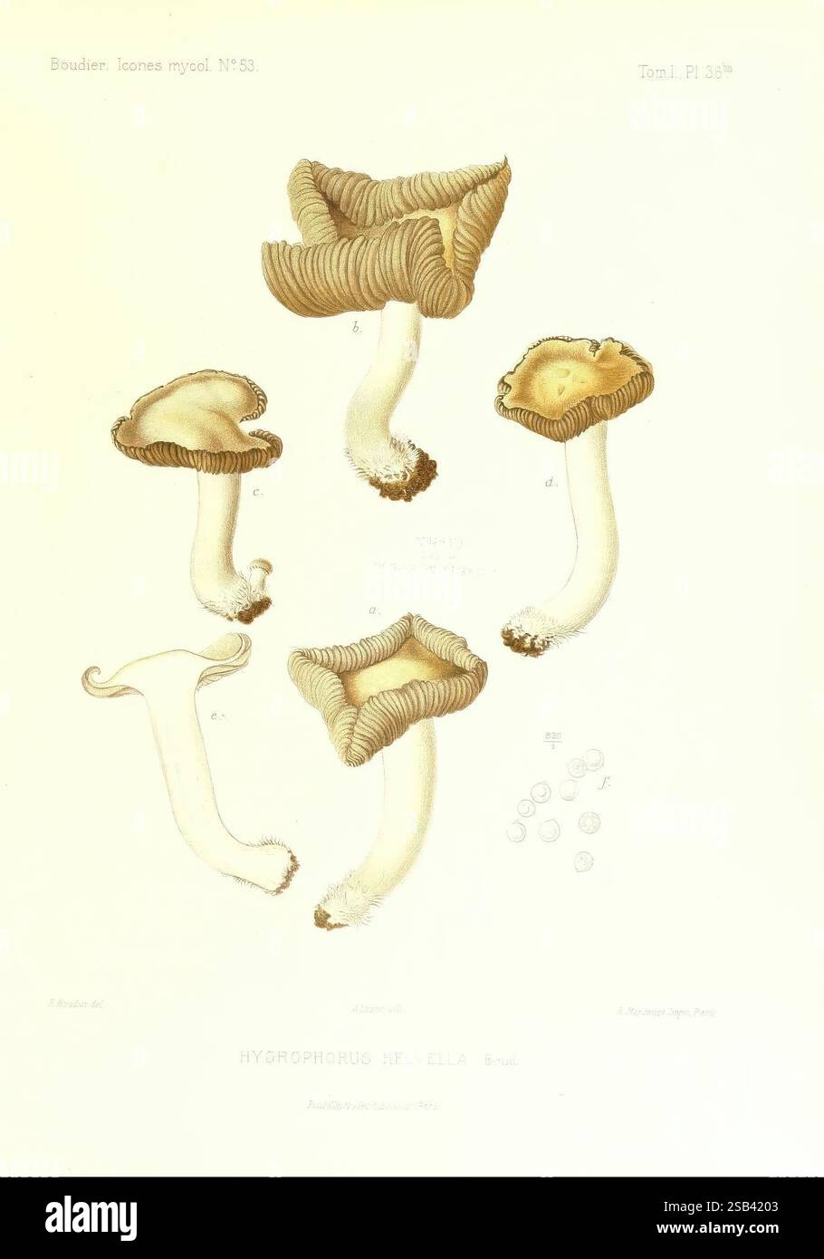 Illustration features five distinct fungi hi-res stock photography and ...