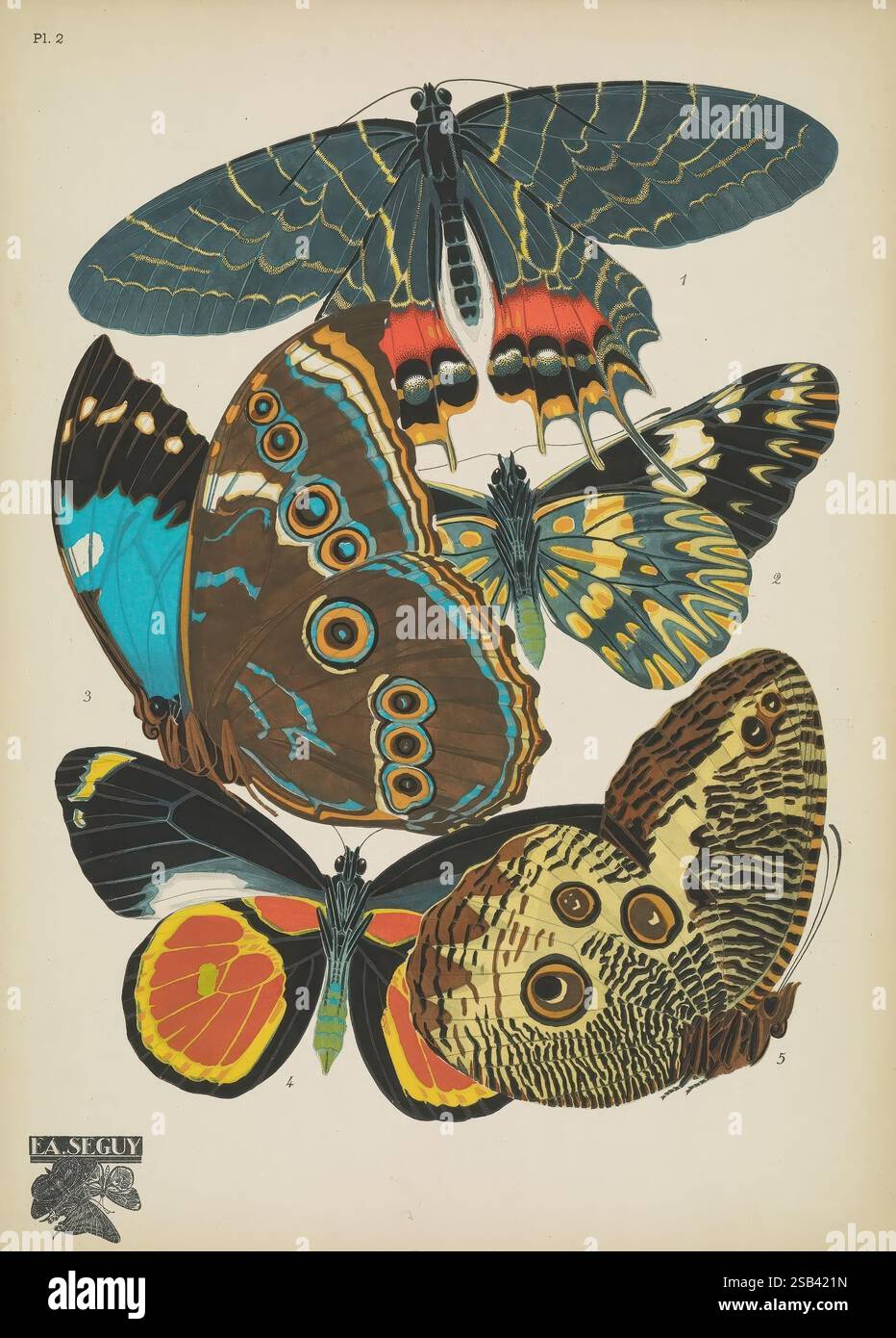 Top section features two large moths hi-res stock photography and ...