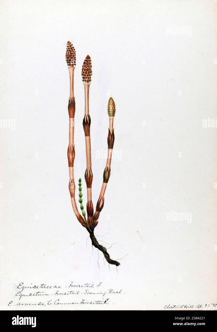 Water, color sketches, of, plants, of, North, America, and, Europe., A ...