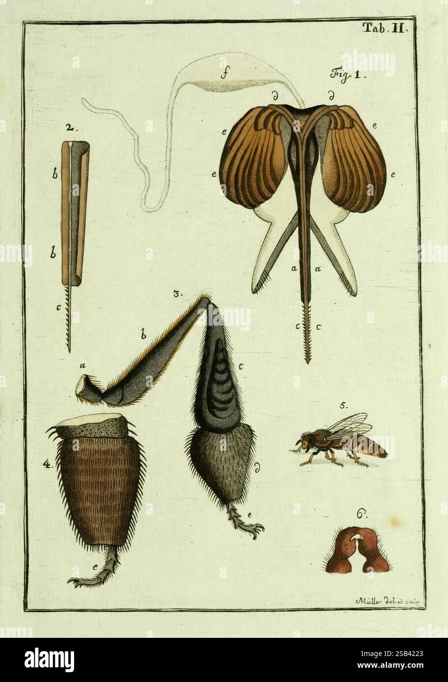 Naturgeschichte, Klassification und Nomenclatur der Insekten vom Bienen ...