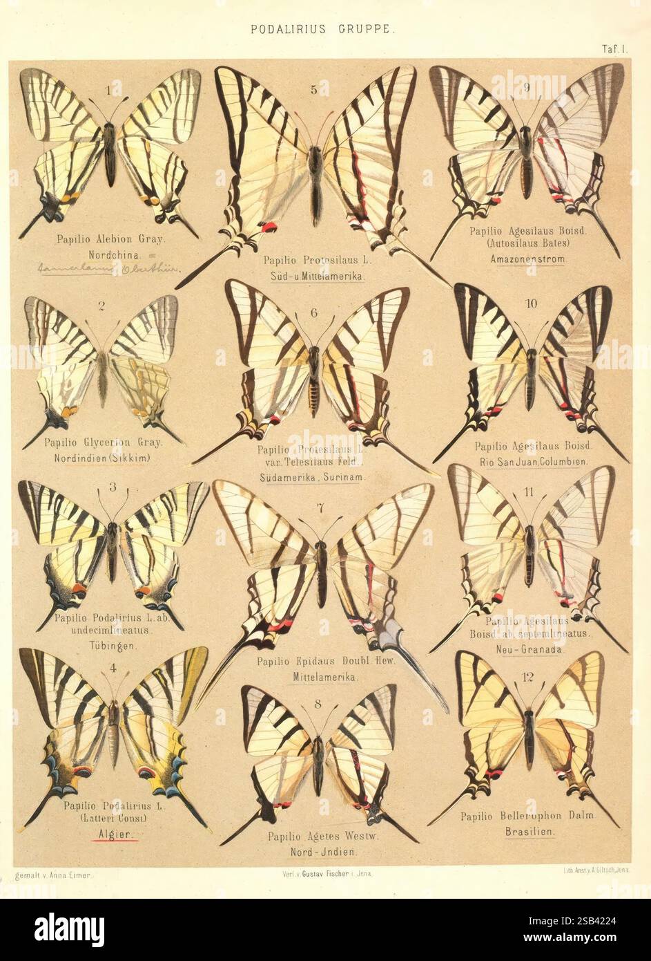 Papilio preemius hi-res stock photography and images - Alamy