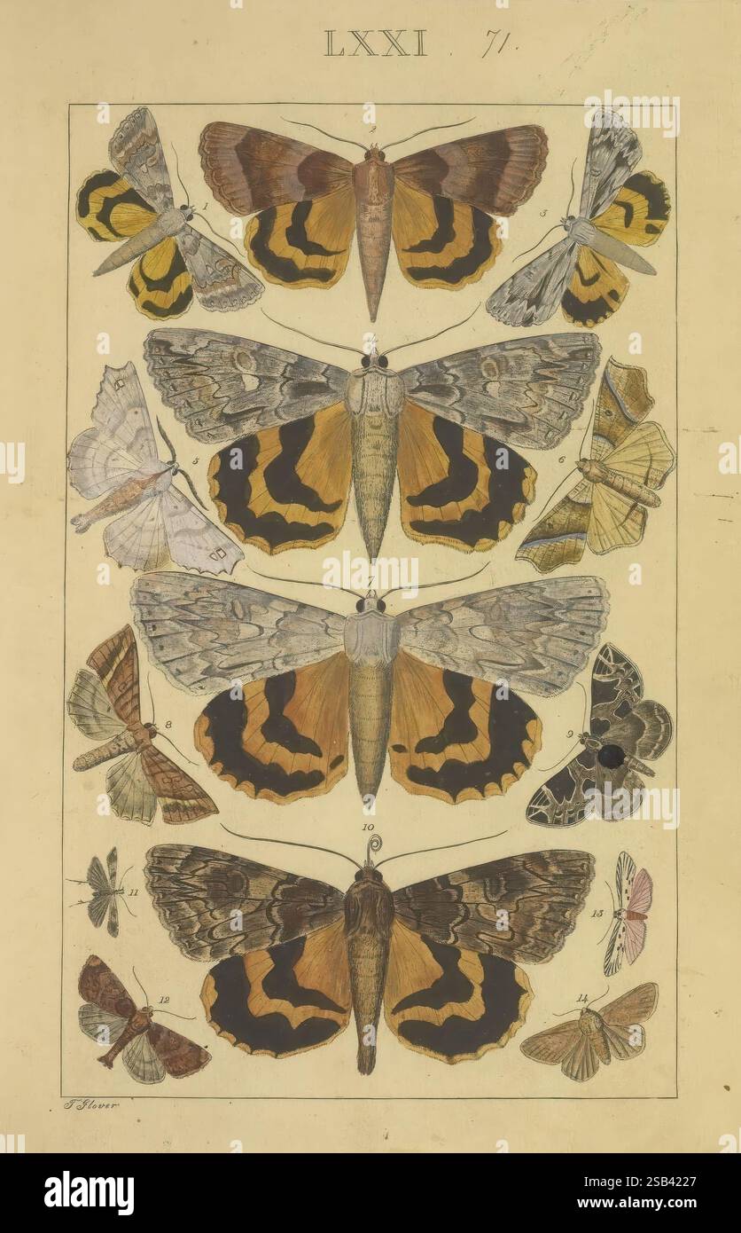 Top section features three larger moths hi-res stock photography and ...