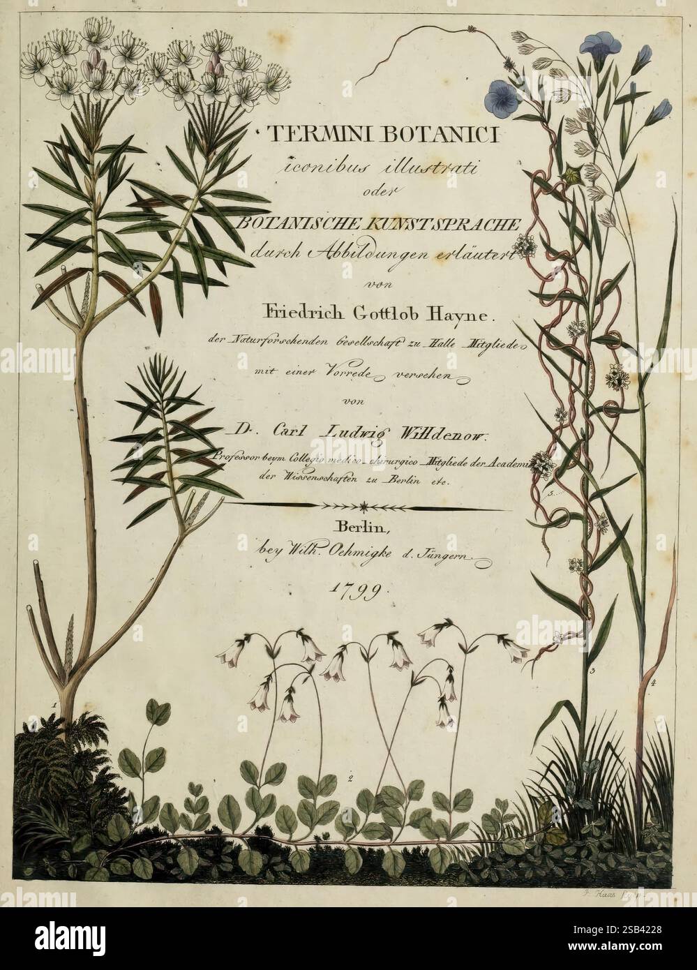 Significance in botanical nomenclature hi-res stock photography and ...