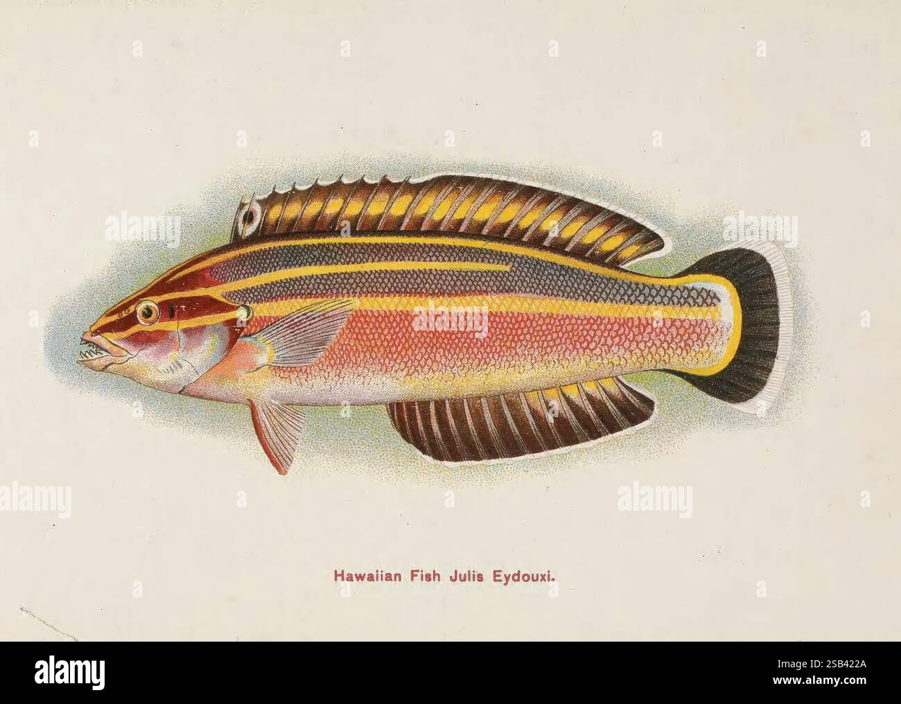 Hawaiian, fishes, Honolulu, Island, Curio, Co, [between 1905 and 1910 ...