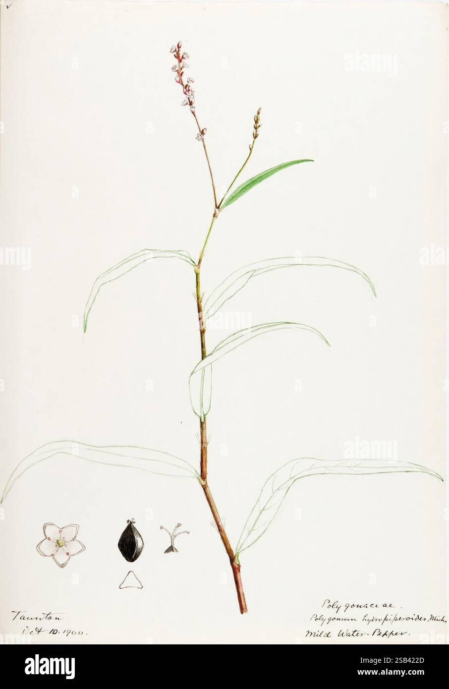 Water, color sketches, of, plants, of, North America, and, Europe, A ...