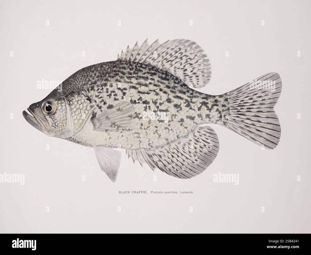 Sample, plates, of, Illinois, fishes, Urbana, Ill, c1903, fishes ...