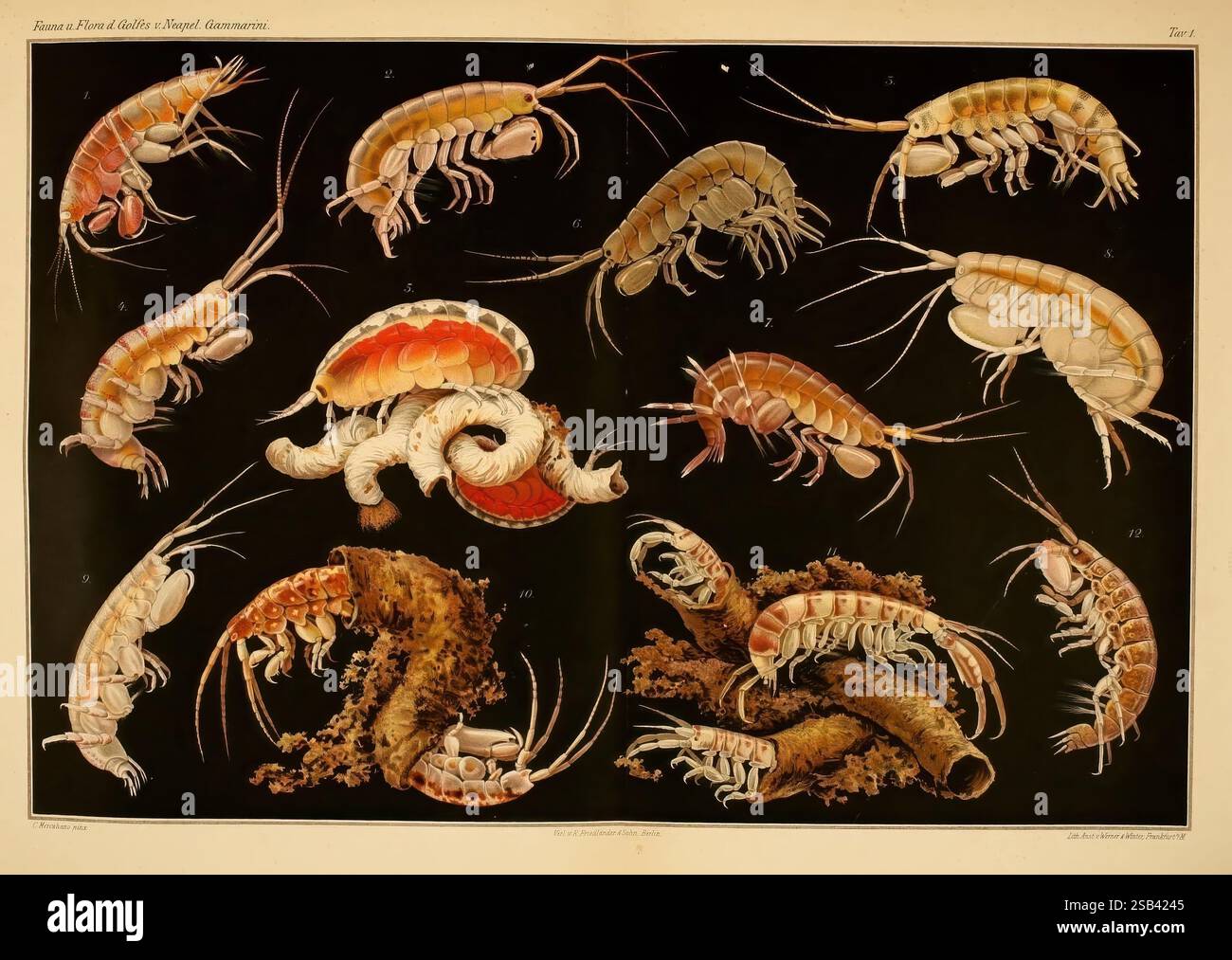 Gammarini del golfo di Napoli, Berlin, R. Friedländer & Sohn, 1893 ...