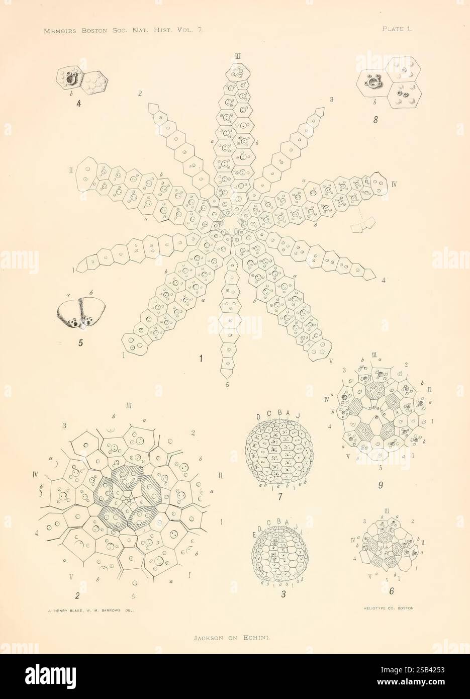 Phylogeny of the Echini, Boston, The Society, 1912, paleontology ...