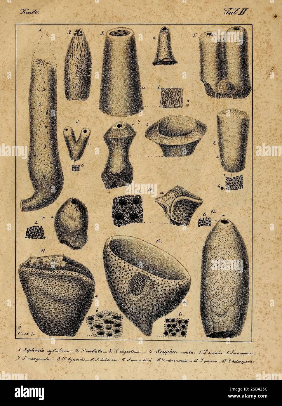 Studying sponge taxonomy hi-res stock photography and images - Alamy