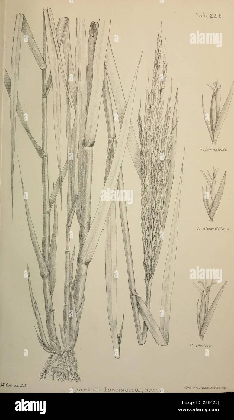 Spartina genus hi-res stock photography and images - Alamy