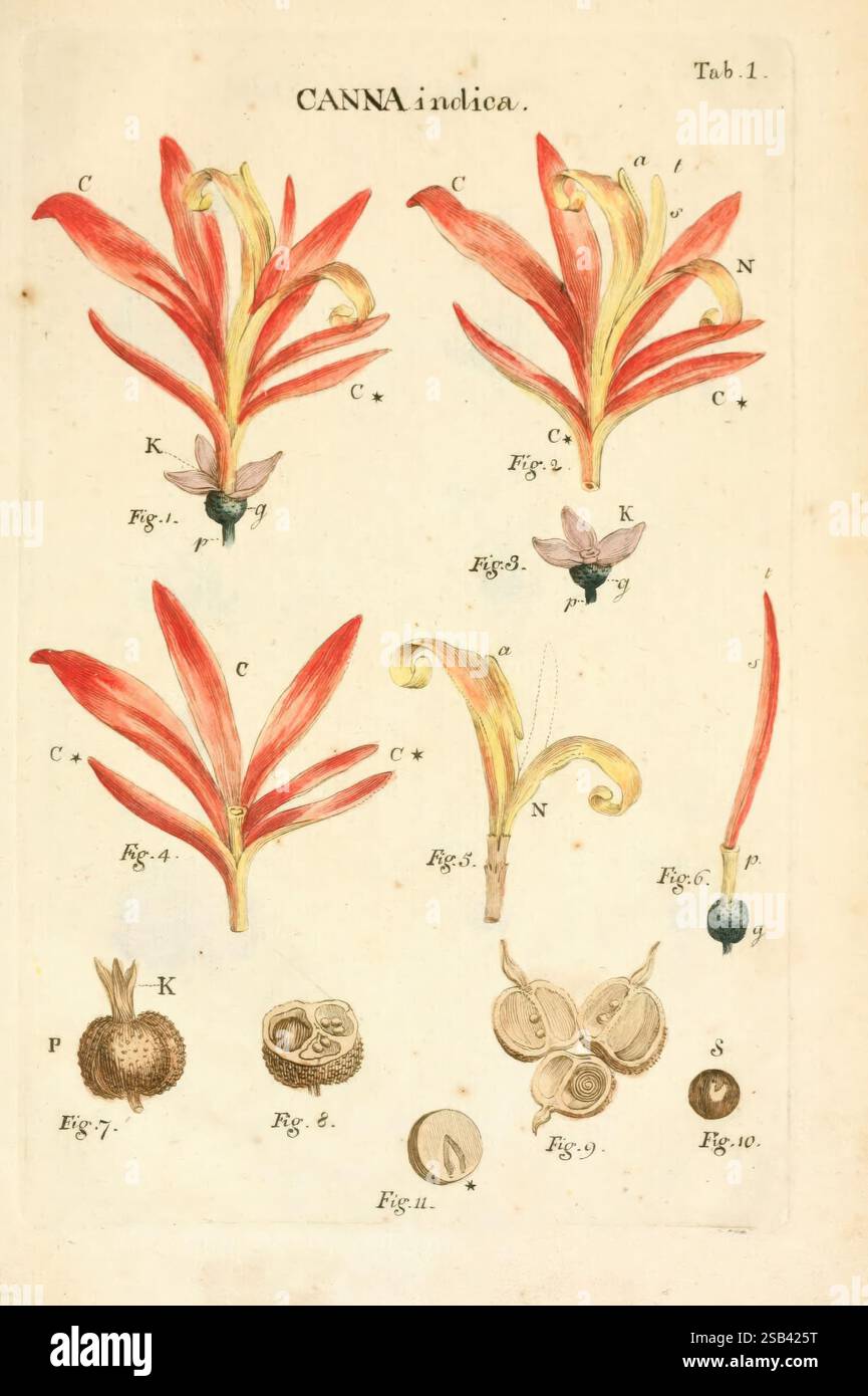 Displaying vibrant floral anatomy hi-res stock photography and images ...