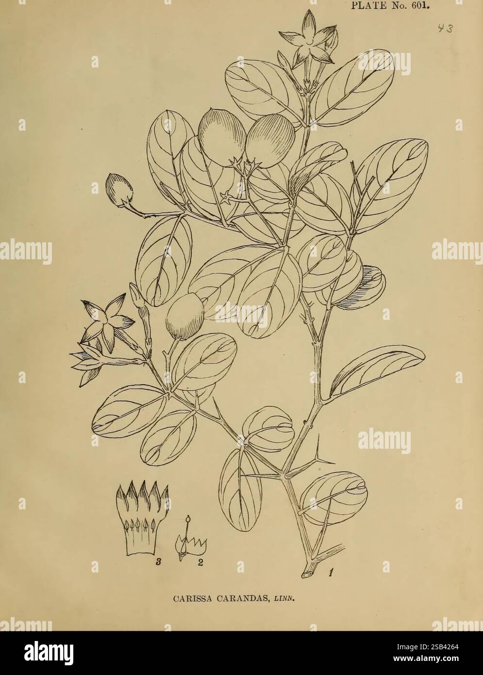 1918 botany botany medical india plants hi-res stock photography and ...