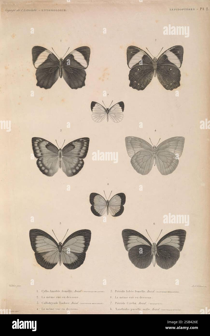 Cyllo amable hi-res stock photography and images - Alamy