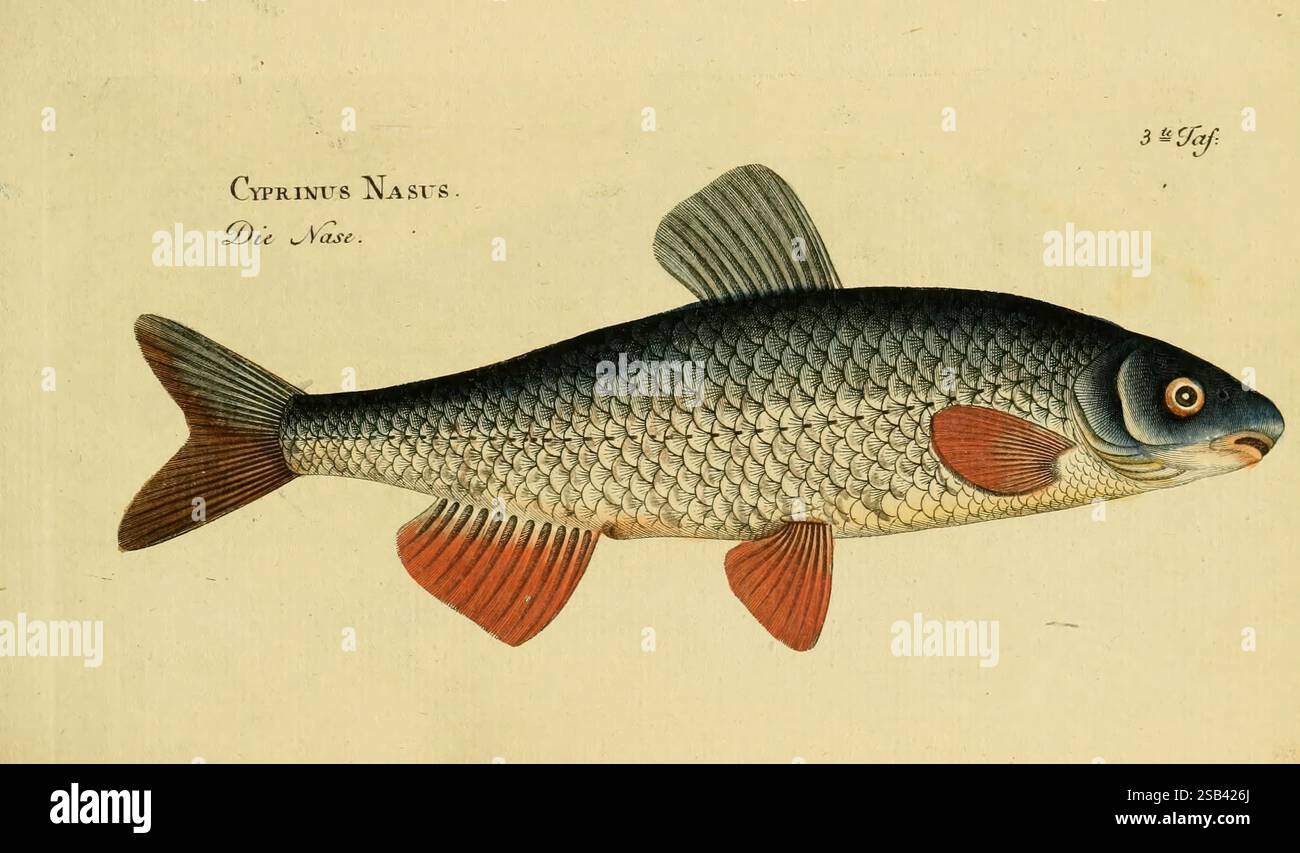 Ichthyologie ou Histoire naturelle des poissons, Berlin, Chez l'auteur ...