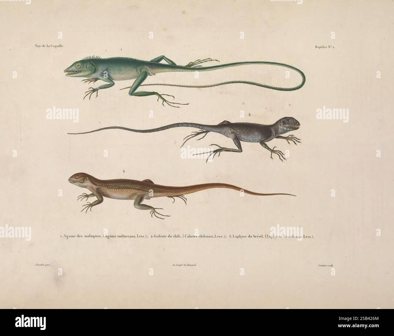 First lizard features hi-res stock photography and images - Alamy