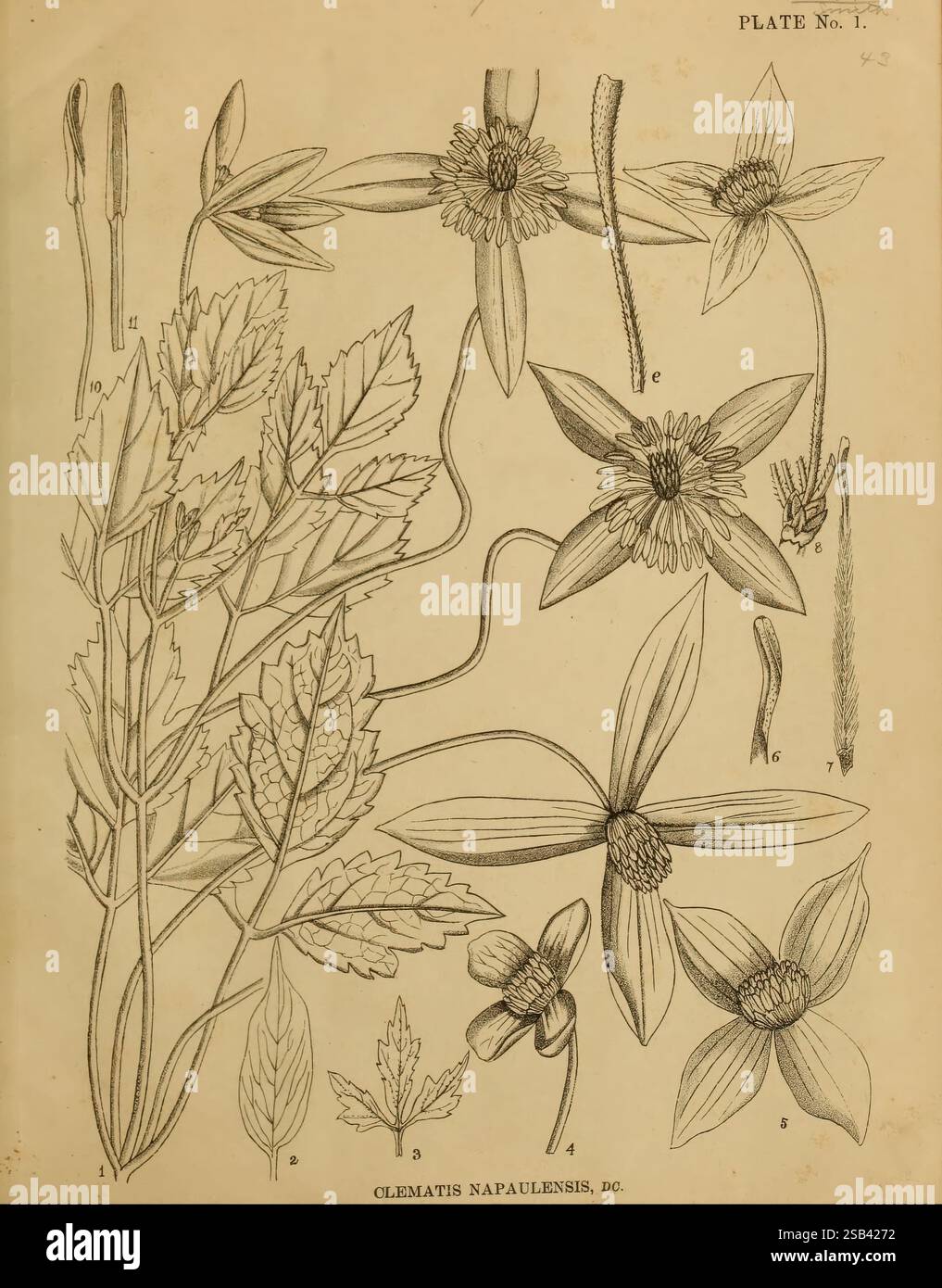 Indian medicinal plants, Bahadurganj, India, Sudhindra Nath Basu ...