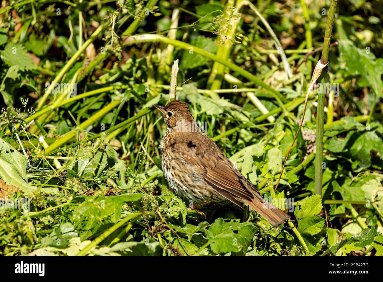 The song thrush (Turdus philomelos) eats insects, snails, and berries ...