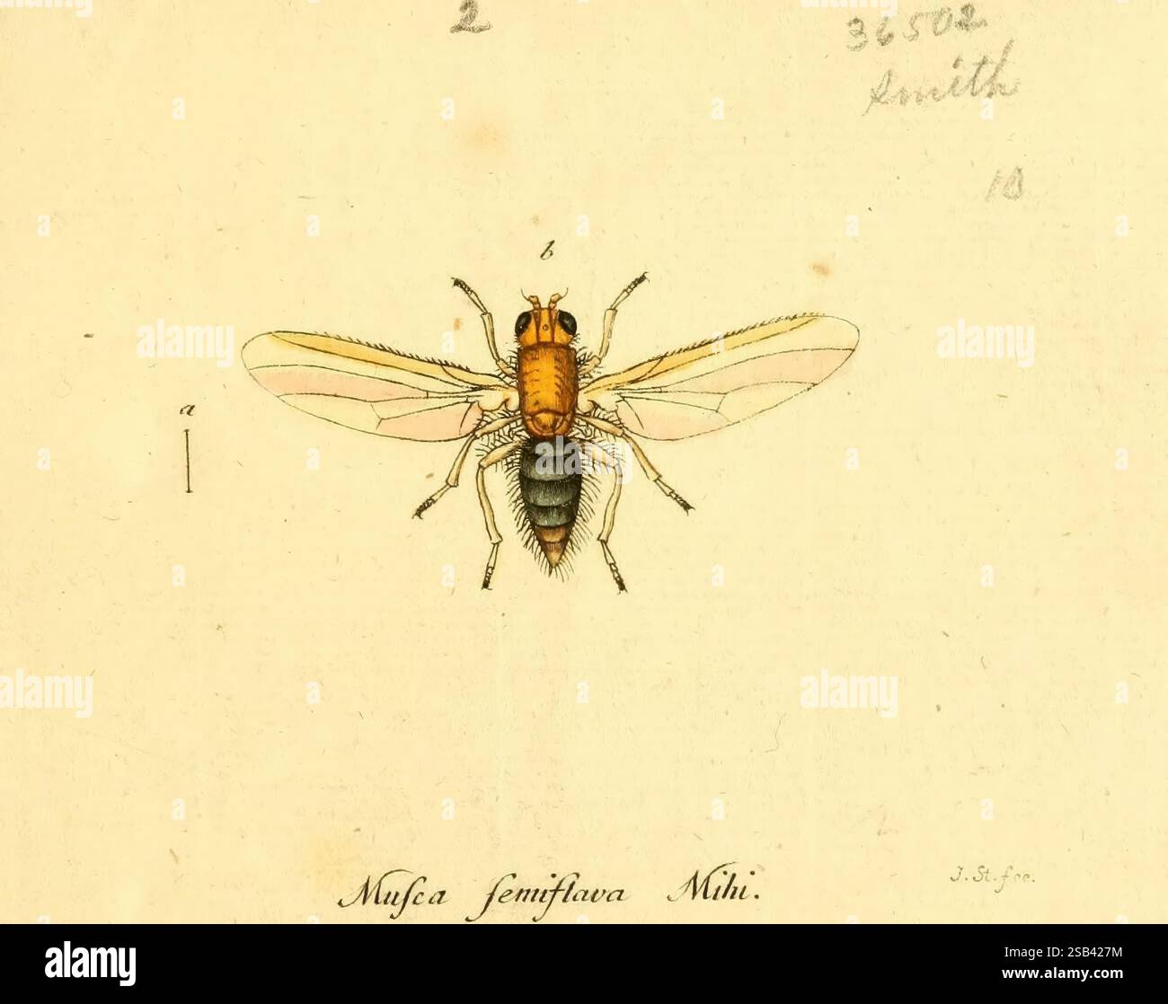 Fauna Germanica, Diptera, Nuremberg?, s.n, between 1793 and 1805 ...