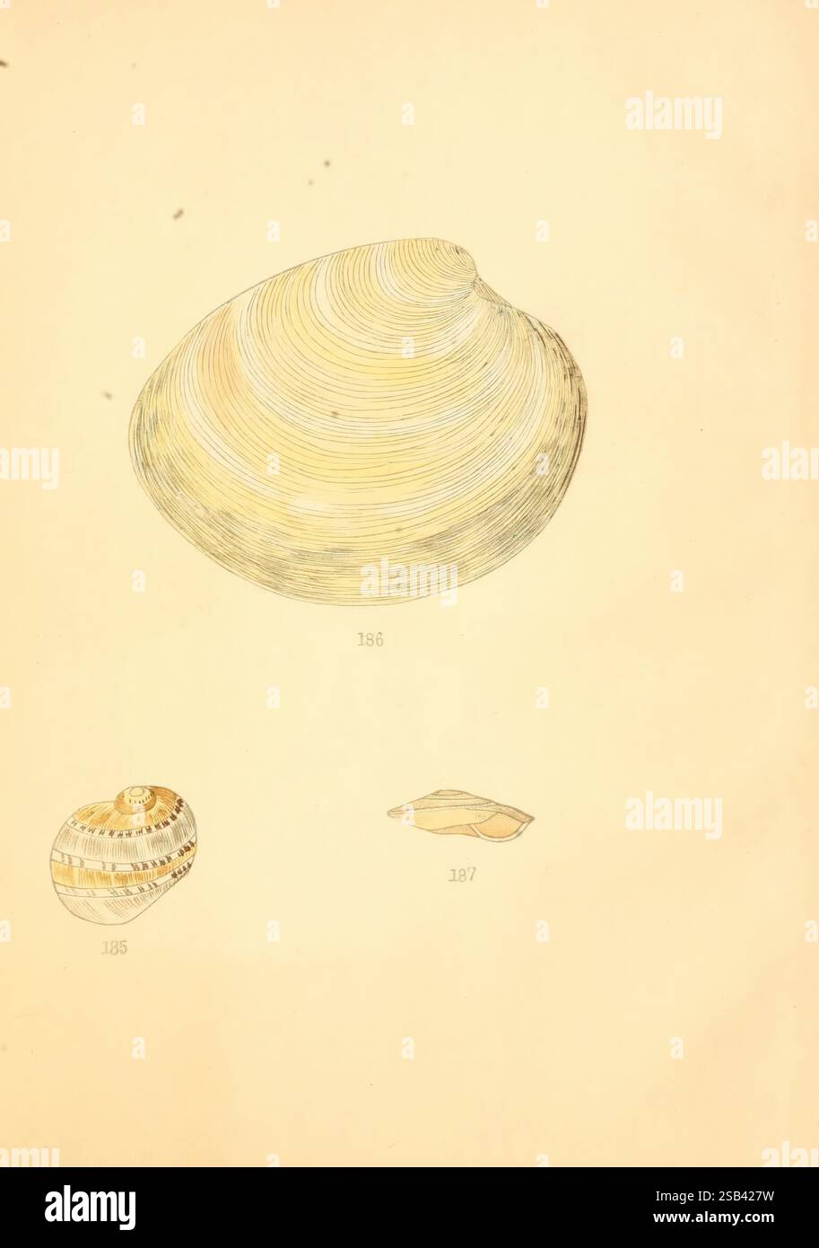 Furogai moon snails venus hi-res stock photography and images - Alamy