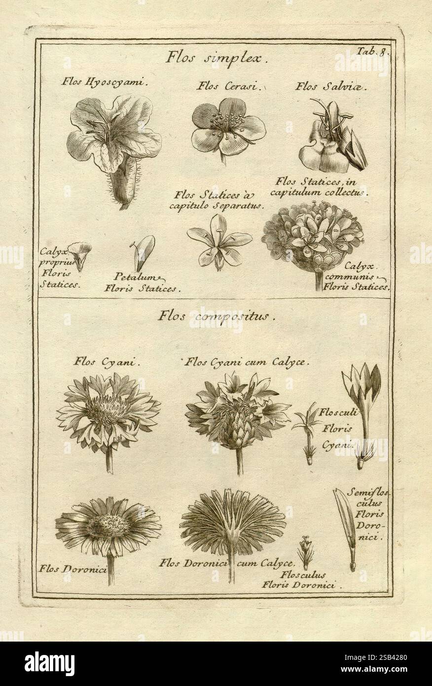 First section displays various simple flowers hi-res stock photography ...